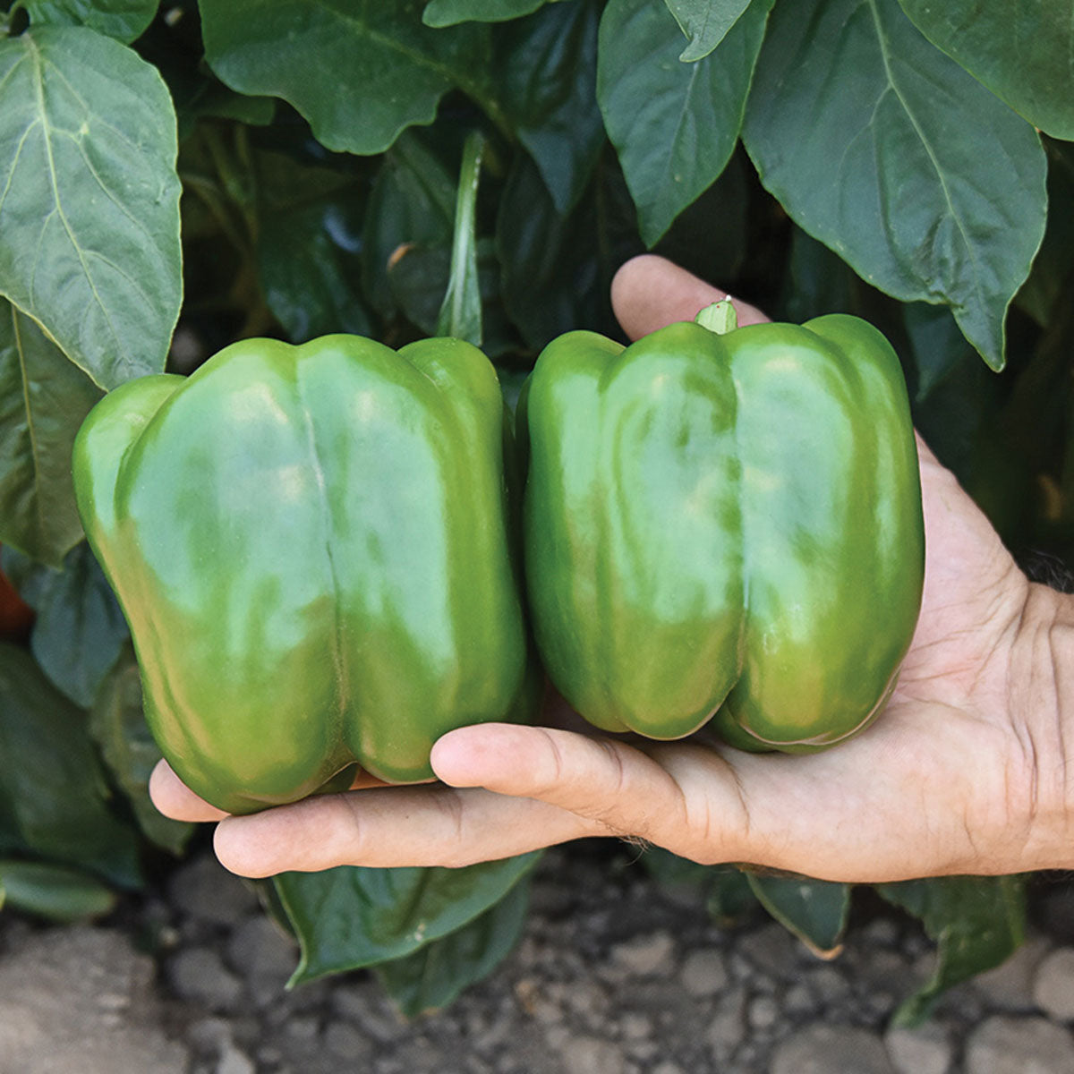 Pepper – GTI Wholesale